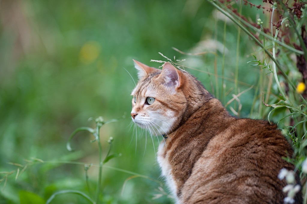 chat-nature - SABANIMA